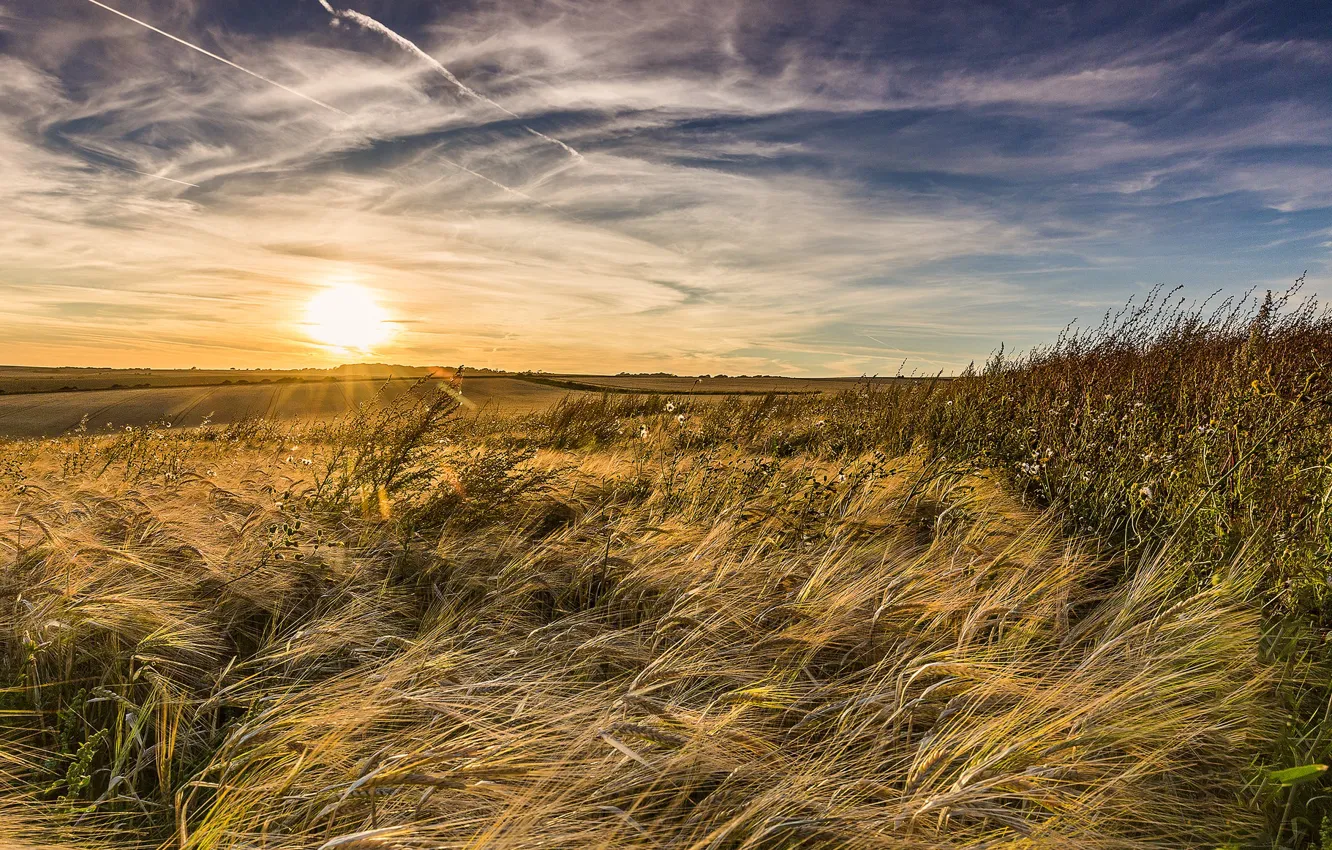Обои поле, лето, закат, природа на телефон и рабочий стол, раздел ...