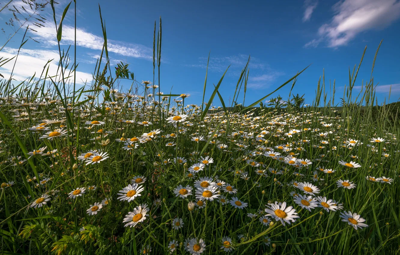 Обои небо, цветы, синева, ромашки, ромашковое поле на телефон и рабочий ...
