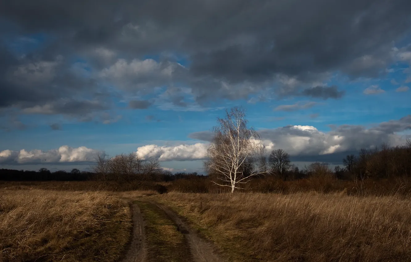 Обои поле, небо, берёза на телефон и рабочий стол, раздел природа ...