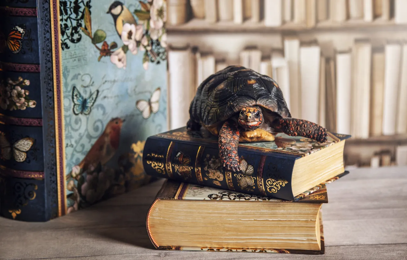 Обои взгляд, доски, книги, черепаха, библиотека, черепашка, боке, полки ...