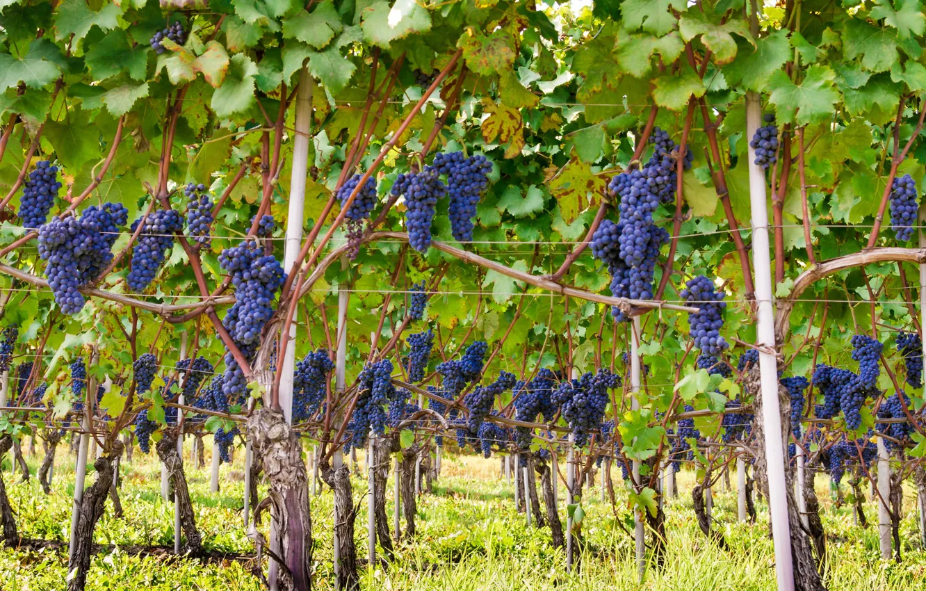 Обои Italy, wine, grapes, Piemonte, vineyard, red wine, Barolo ...