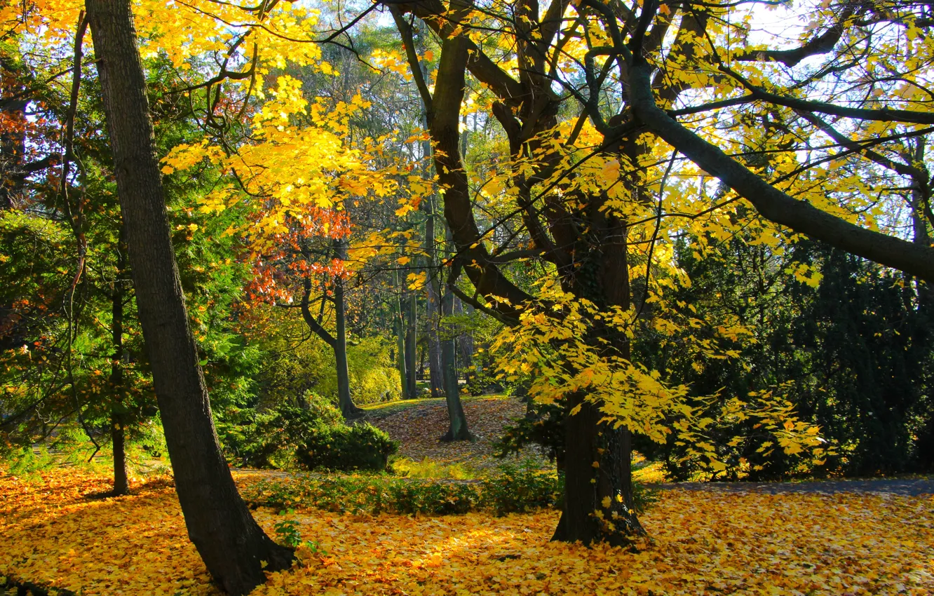 Обои forest, park, autumn, tree, fall на телефон и рабочий стол, раздел ...