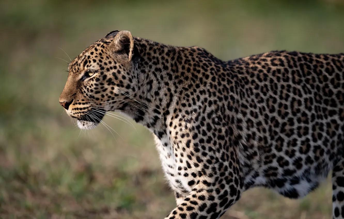 Обои поза, леопард, прогулка на телефон и рабочий стол, раздел кошки ...