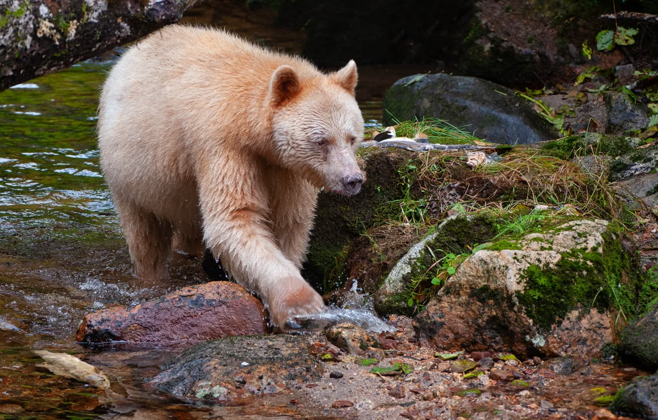 Обои spirit-bear, Kermode bear, subspecies, f British Columbia на ...