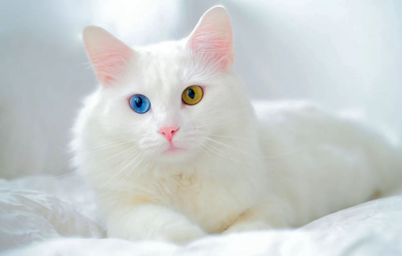 Обои white, yellow, blue, Van Cat на телефон и рабочий стол, раздел ...