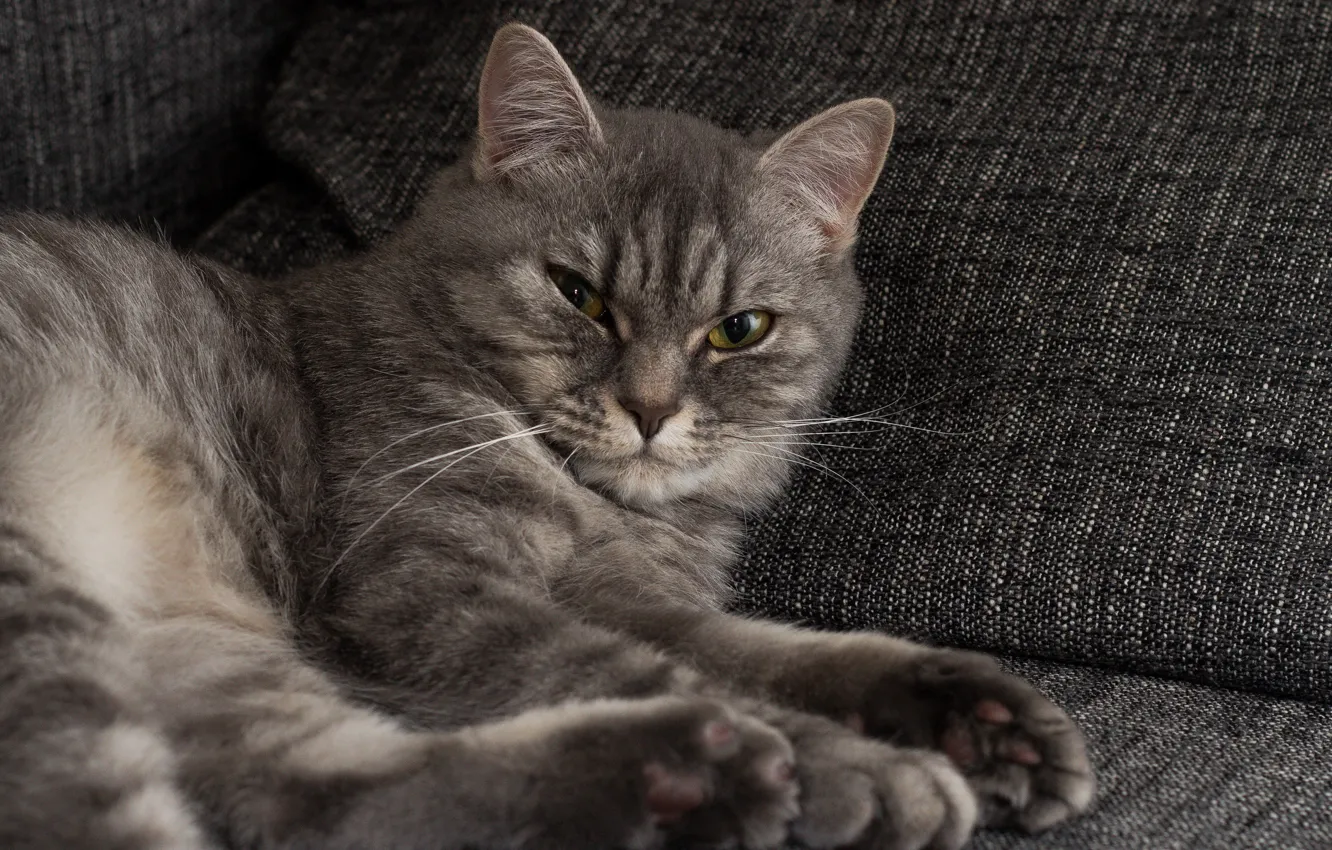 Обои кошка, дом, диван, котик, на диване, котики, британка, британская ...